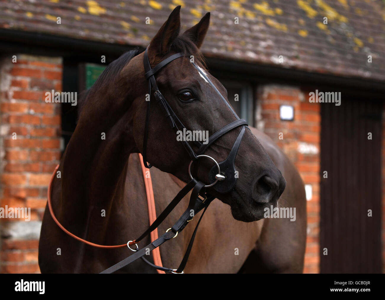 Horse stable racing hi-res stock photography and images - Alamy