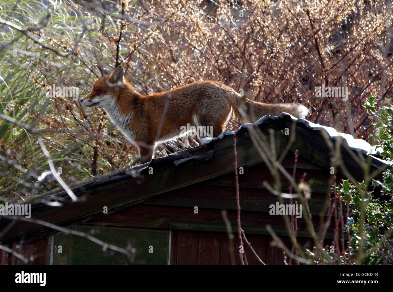 Fox in garden. A fox enjoys the Winter sunshine in a garden in Kingston ...