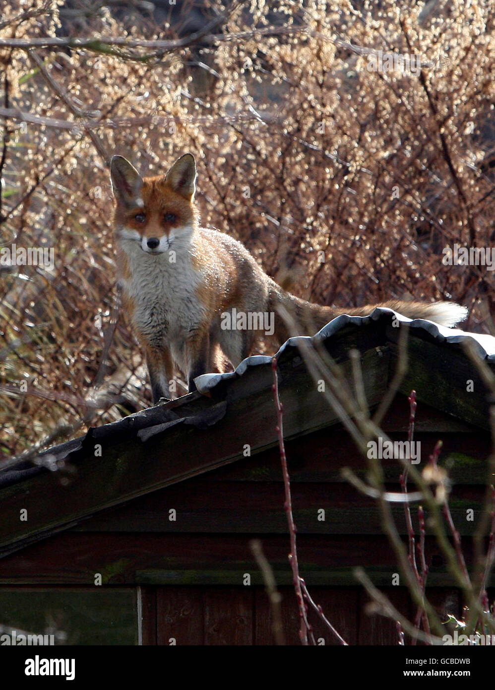 Fox in garden Stock Photo - Alamy