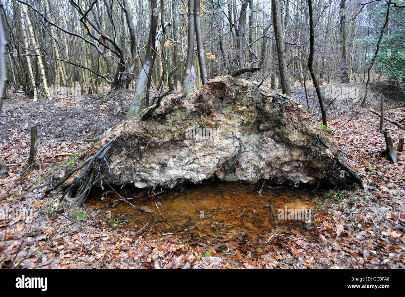 A tree collapses in an Essex wood after heavy rain caused local ...