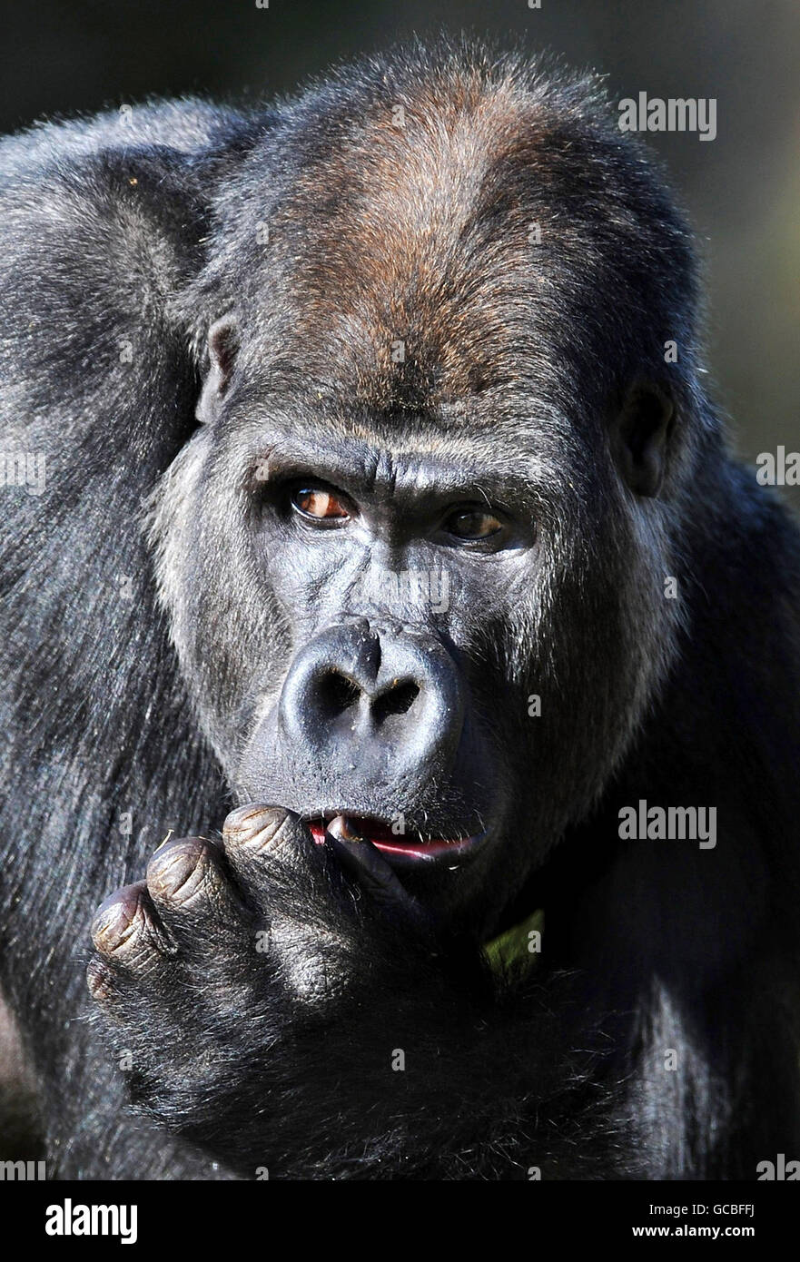 Twelve-year-old, 20 stone male gorilla, Yeboah, enjoys a mix of popcorn ...