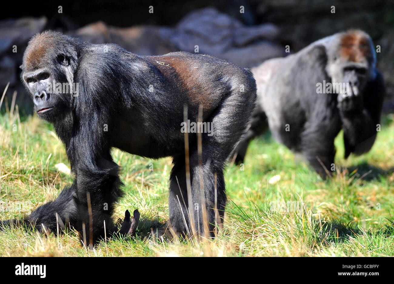 Animals - Wild Life - Zoo's - London Zoo Stock Photo - Alamy