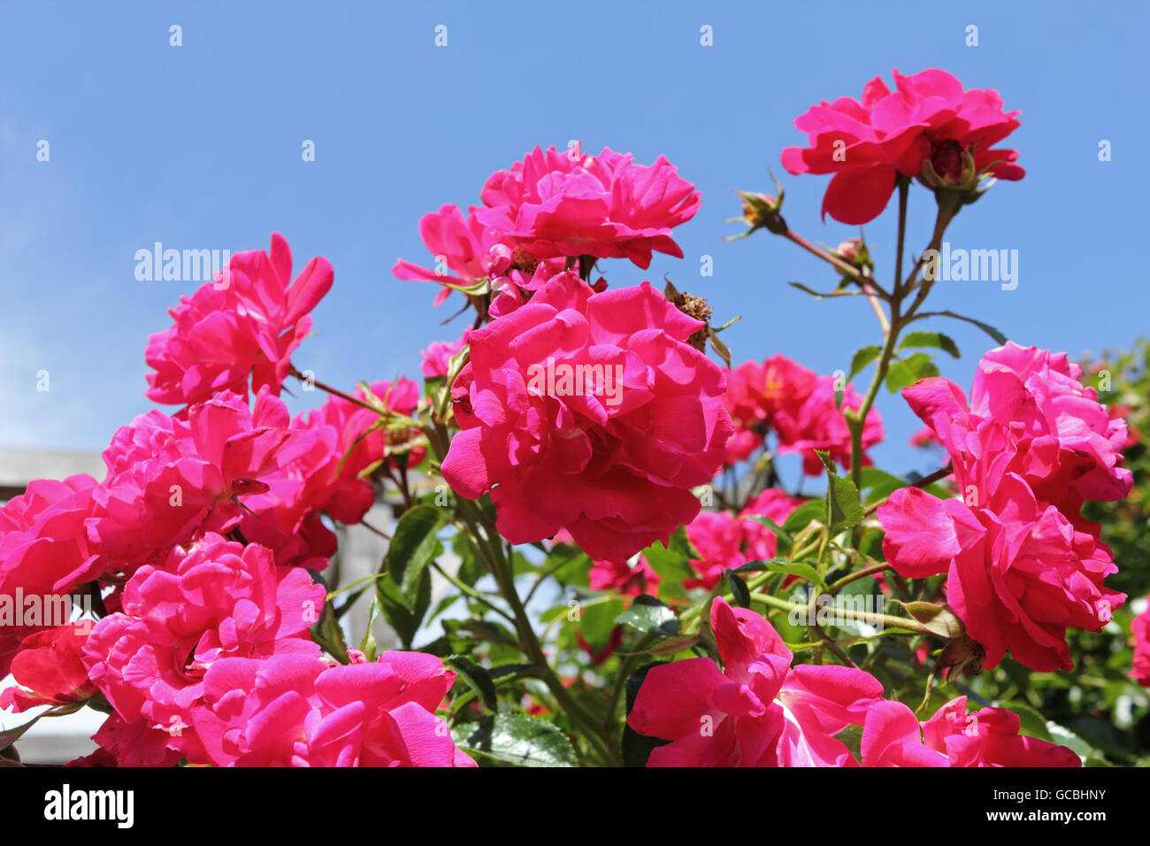 Deep sky blue hi-res stock photography and images - Alamy