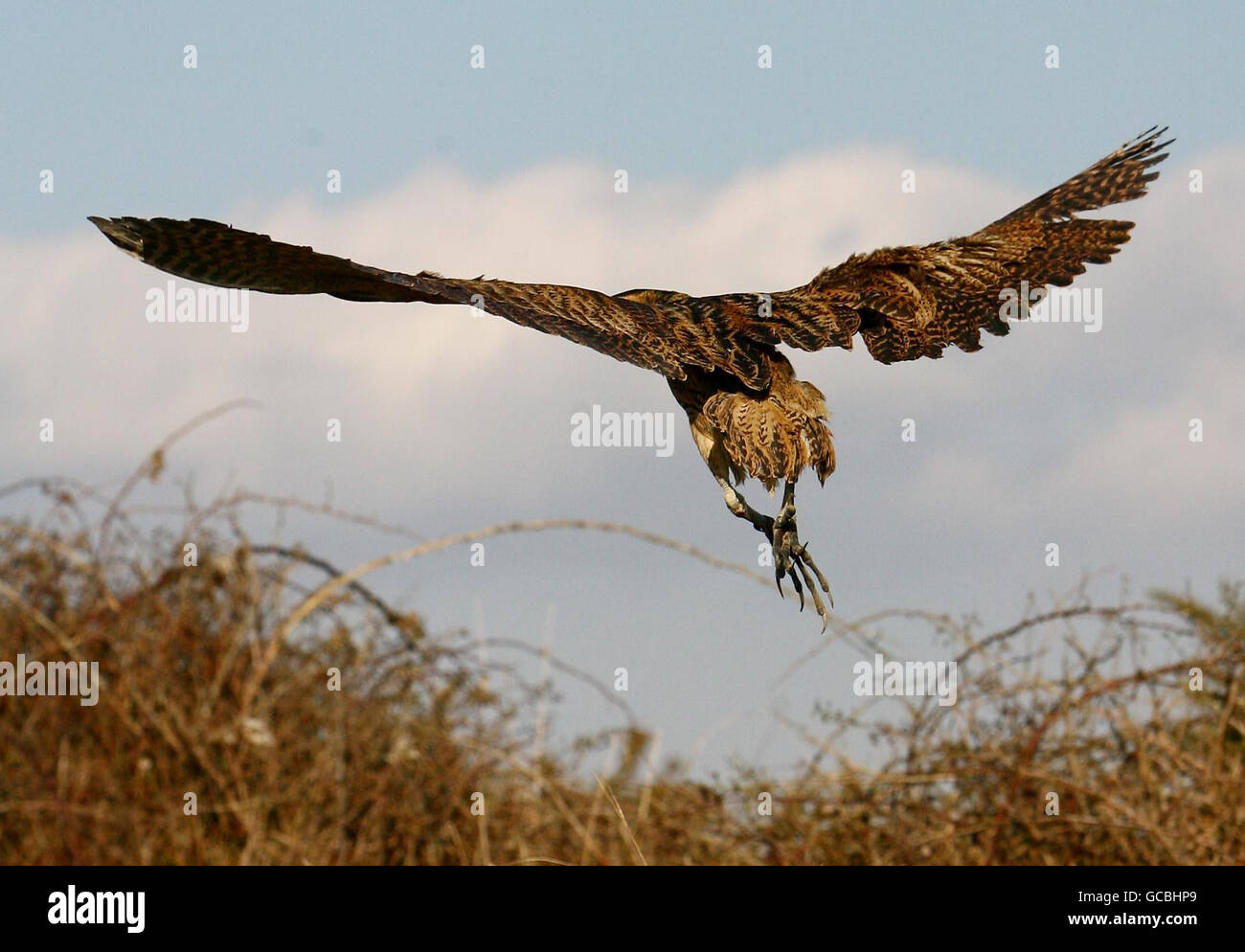 Birds being released into the wild hi-res stock photography and images ...