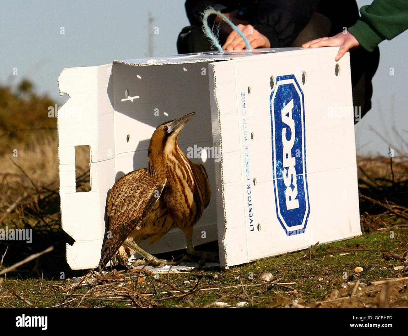Bittern released hi-res stock photography and images - Alamy
