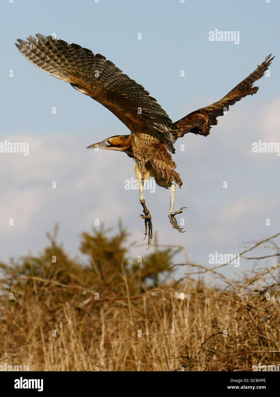 Birds being released into the wild hi-res stock photography and images ...