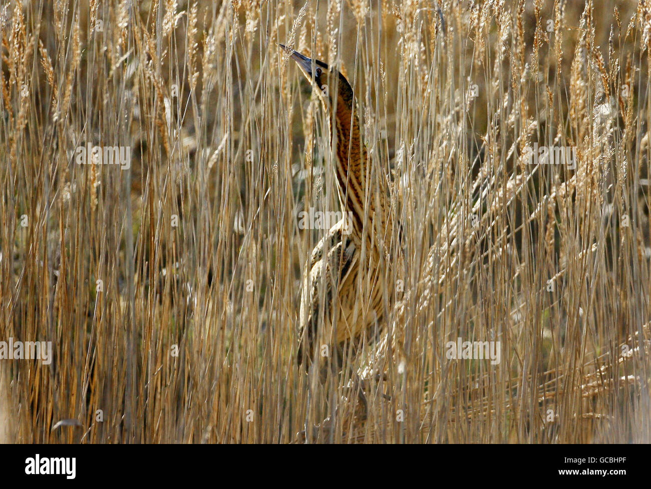 Birds being released into the wild hi-res stock photography and images ...