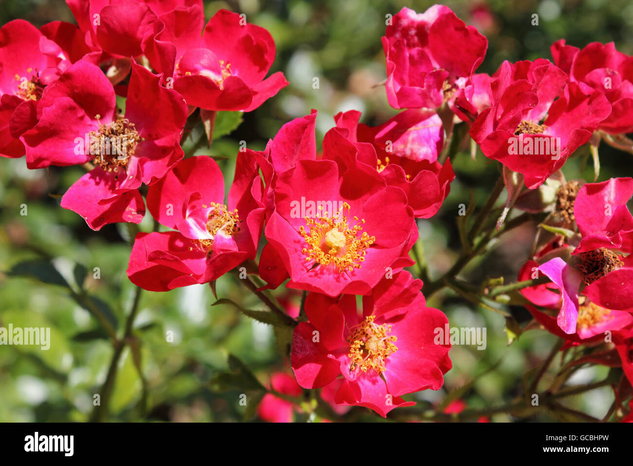 Floribunda roses hi-res stock photography and images - Alamy