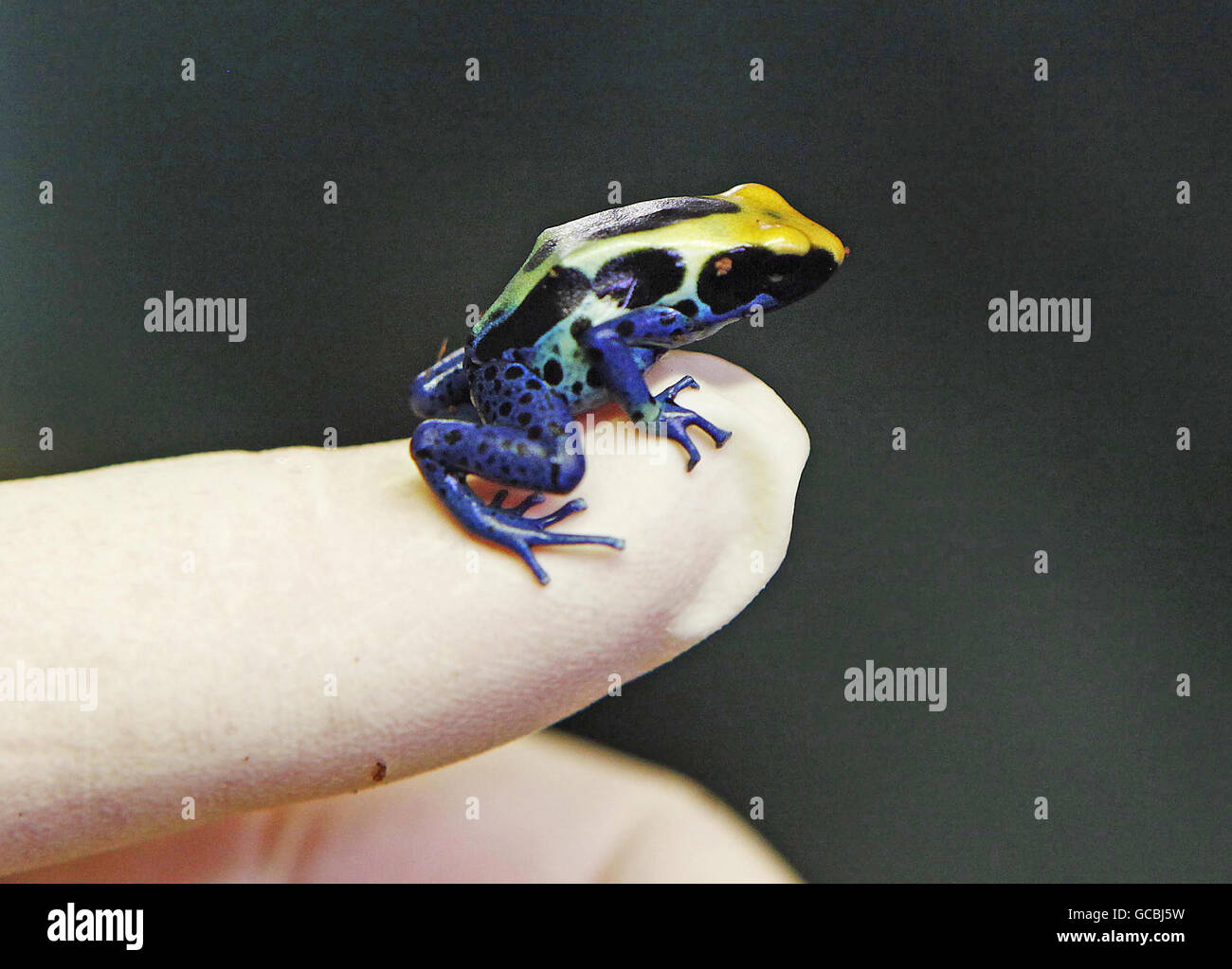 Sea life rainforests of the world hi-res stock photography and images ...