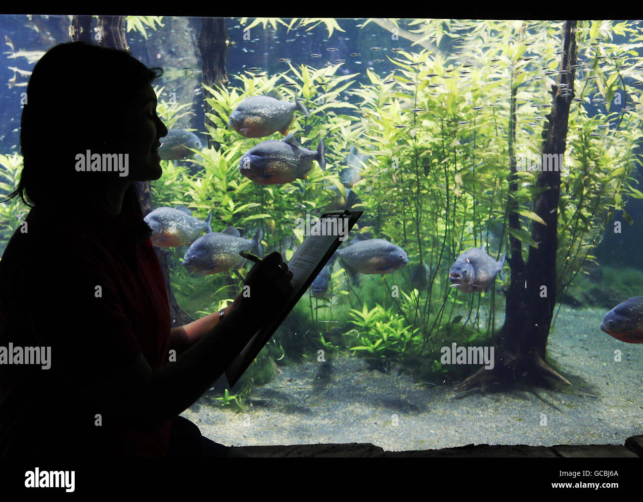 Aquarist Rachel Wicks counts in 30 flesh-eating Piranha Fish during a ...