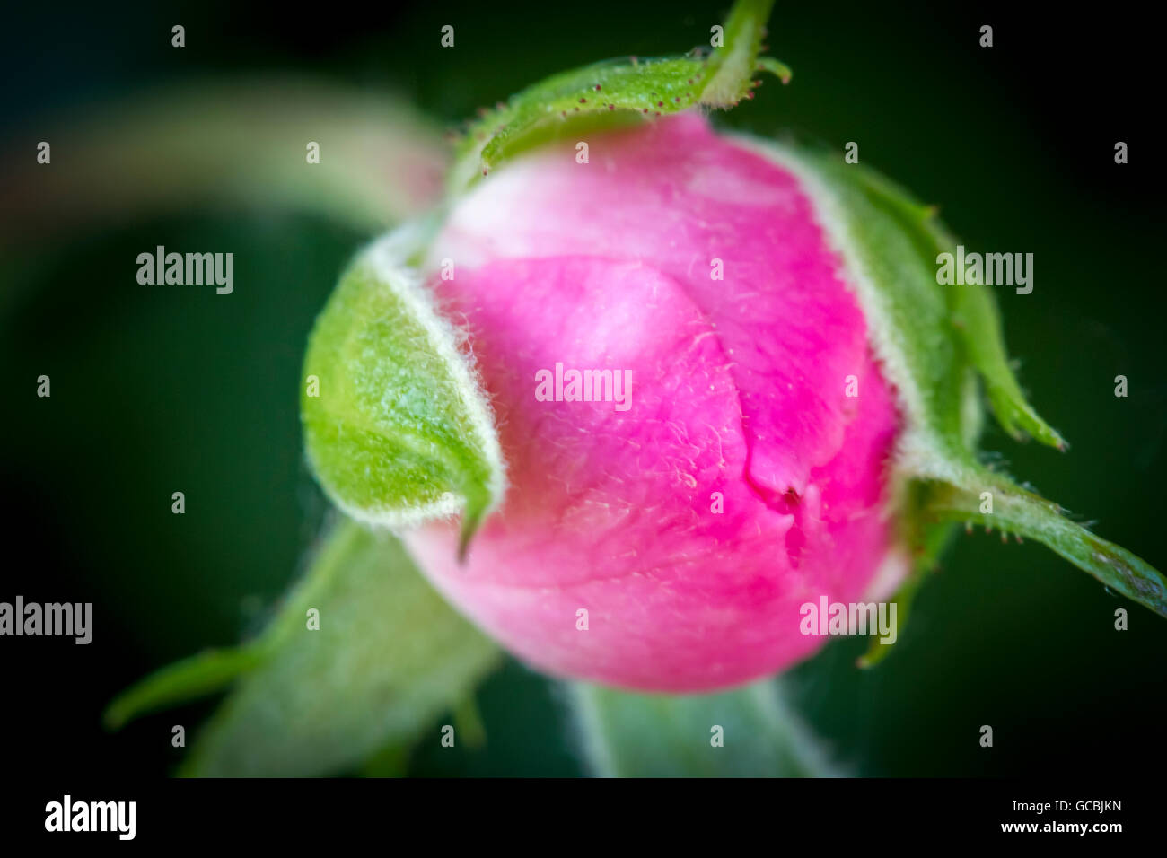Close up rose hi-res stock photography and images - Alamy