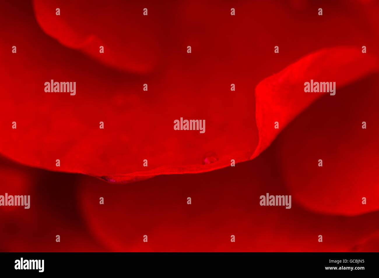 Red rose pedal hi-res stock photography and images - Alamy