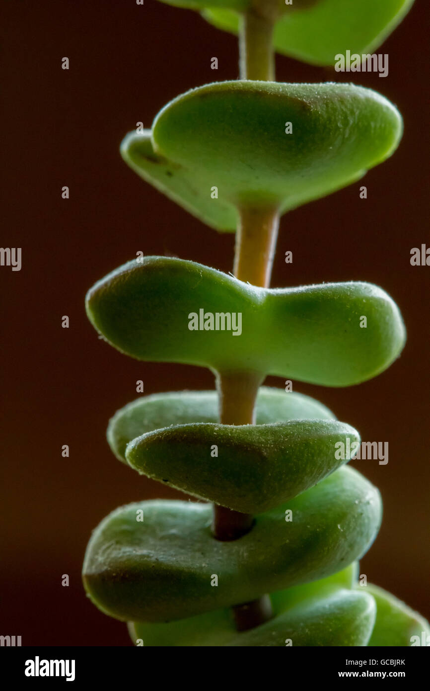 Up close of green plant Stock Photo - Alamy