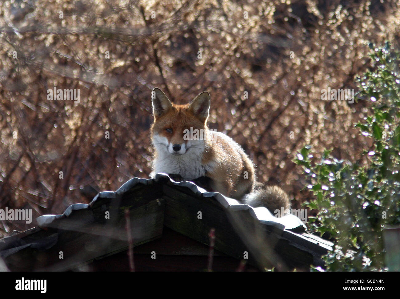 Fox in garden. A Fox enjoys the Autumn sunshine in a garden in Kingston ...
