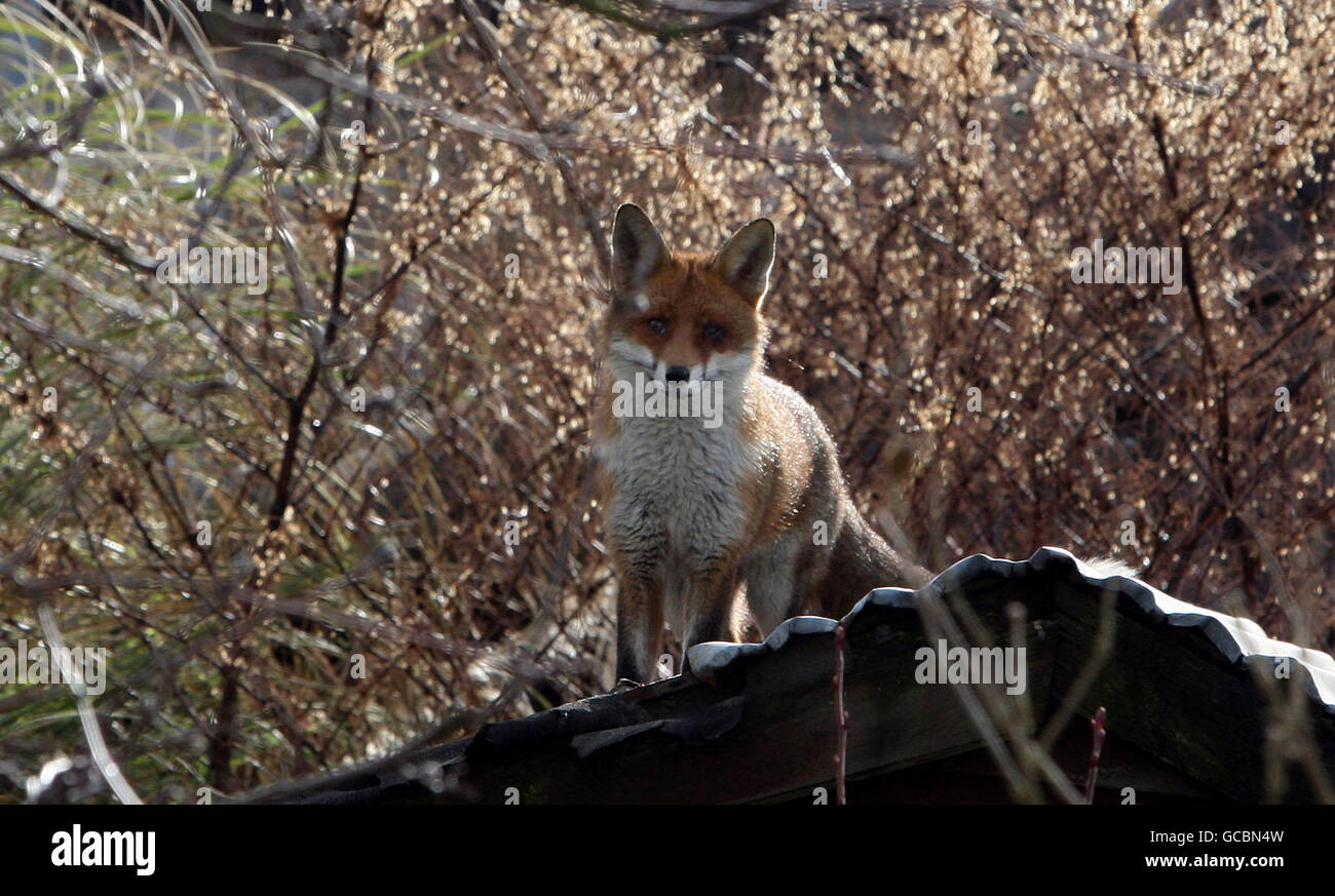 Fox in garden Stock Photo - Alamy