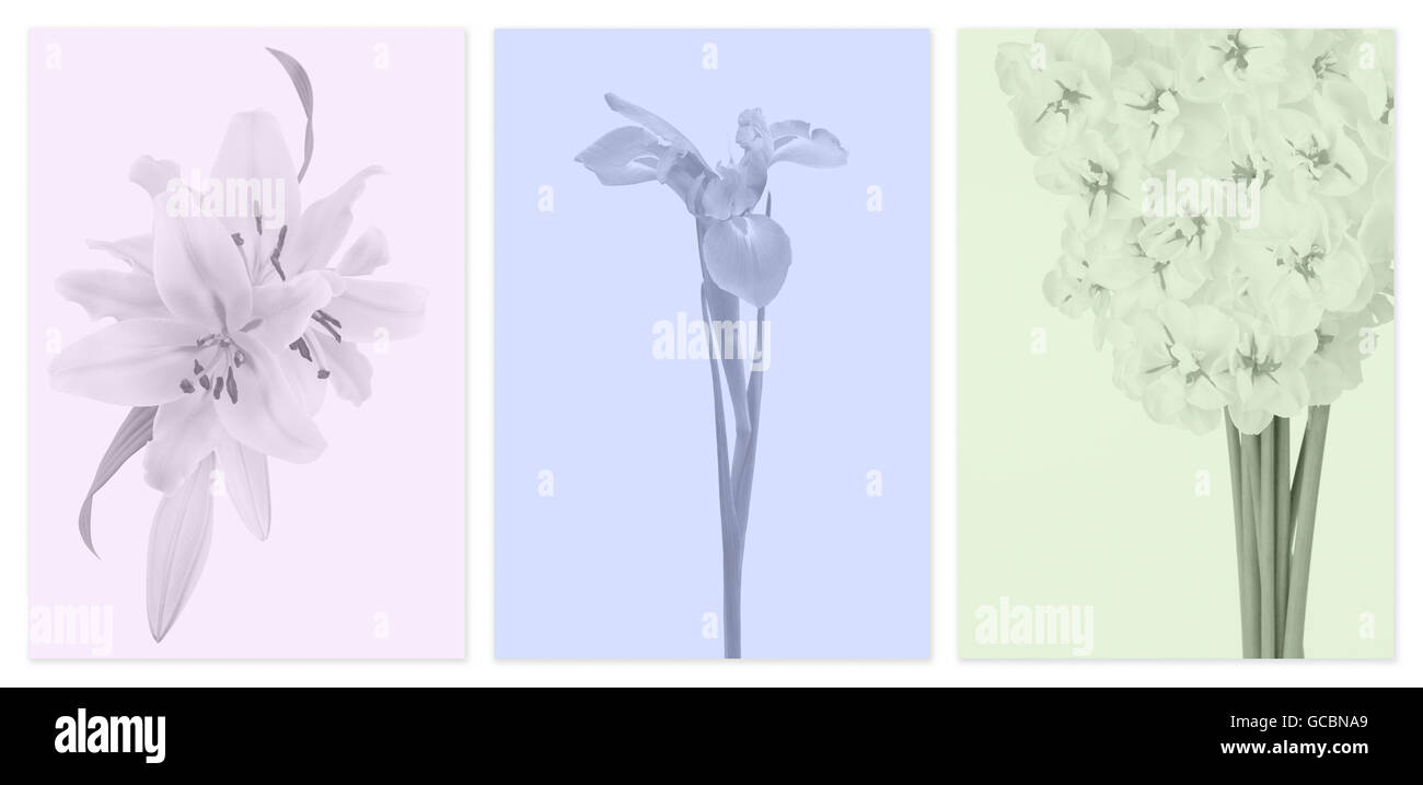 A series of panels with monotone lilies, iris and daffodils color ...