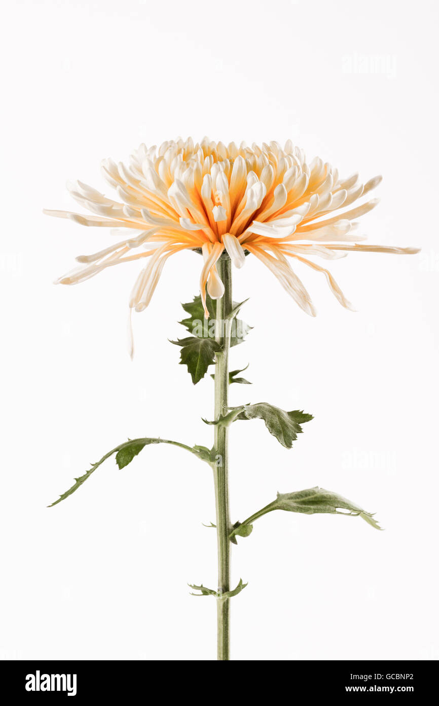 Close up of spider chrysanthemum flower, leaves and stem Stock Photo ...