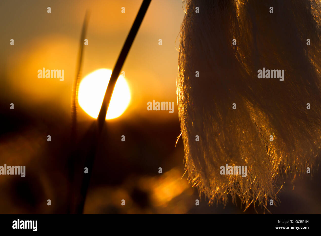 Backlit sun hi-res stock photography and images - Alamy
