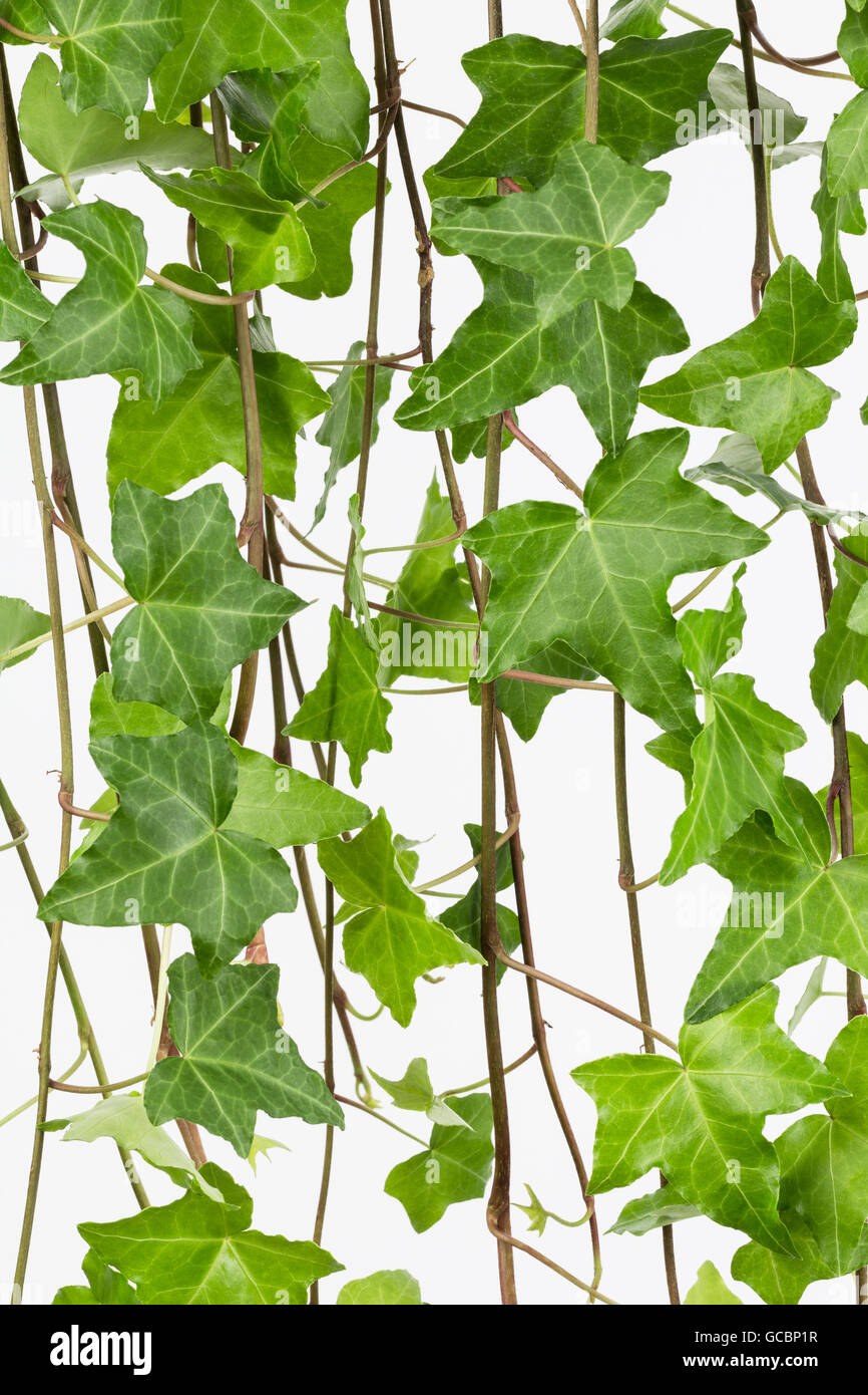 Close up of bright green foliage of Hedera helix vine, aka Common or ...