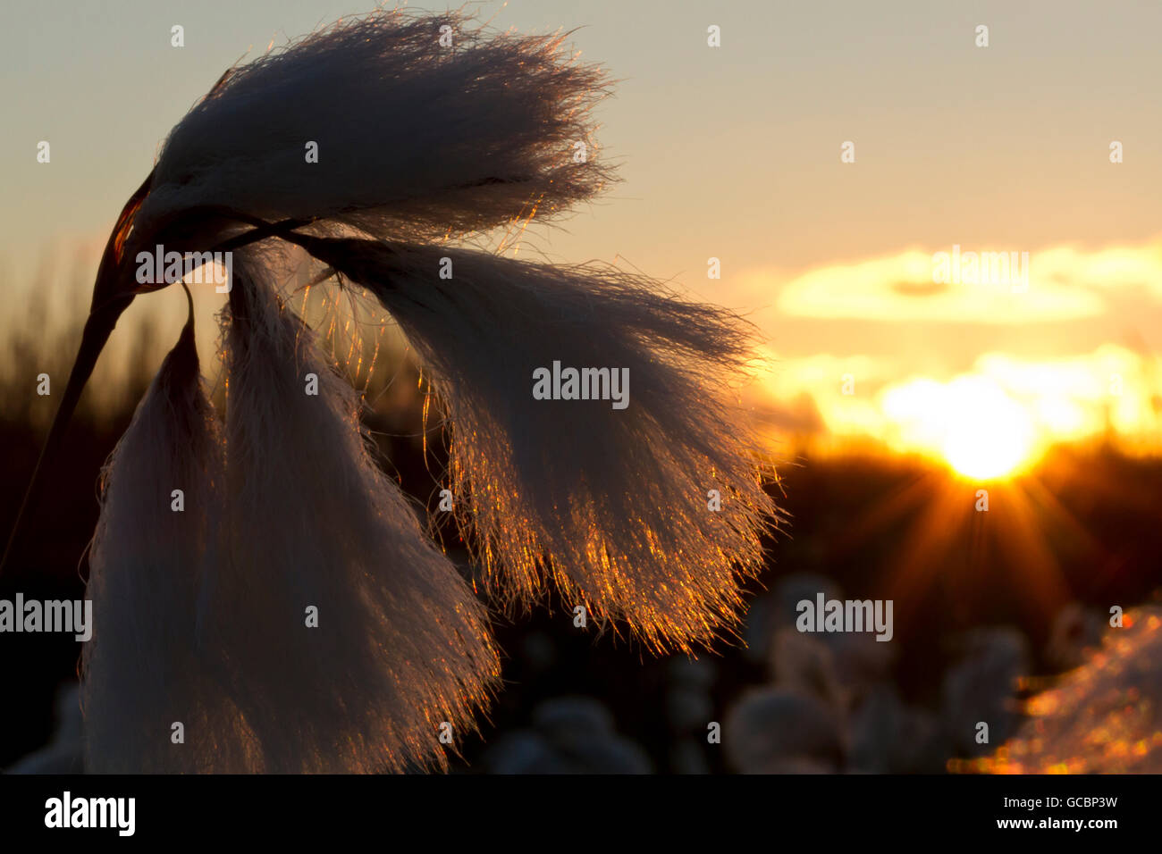 Bog Cotton Uk High Resolution Stock Photography and Images - Alamy