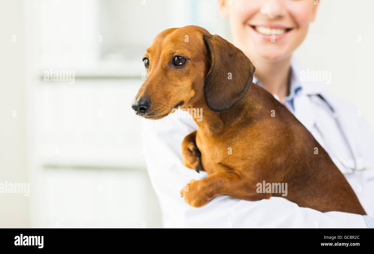 close up of vet with dachshund dog at clinic Stock Photo - Alamy
