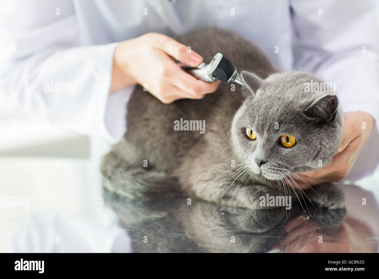 close up of vet with otoscope and cat at clinic Stock Photo - Alamy