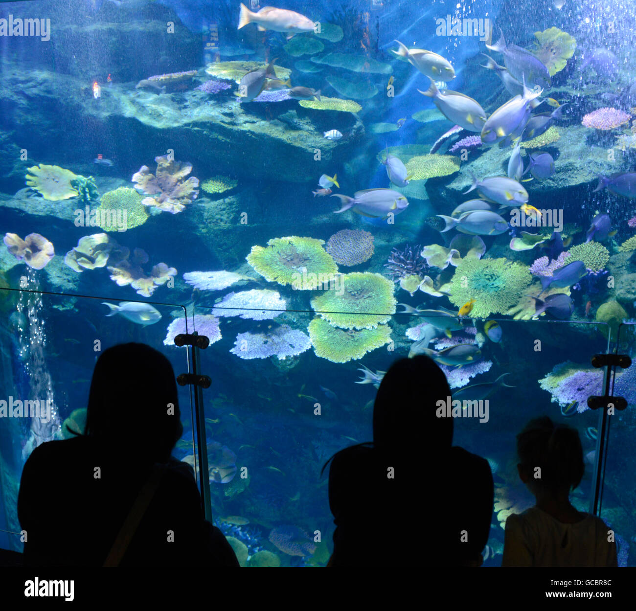 the Siam Ocean World Aquarium in the city centre in Pratunam in the ...