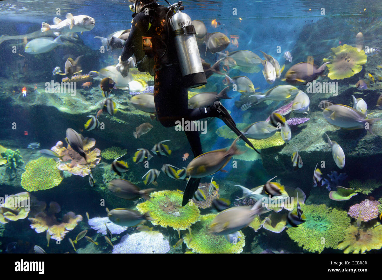 the Siam Ocean World Aquarium in the city centre in Pratunam in the ...