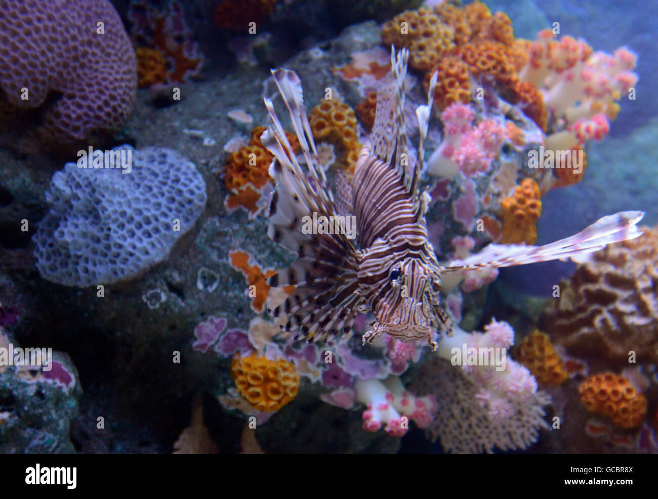 the Siam Ocean World Aquarium in the city centre in Pratunam in the ...