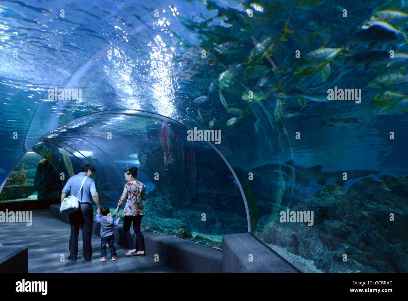 the Siam Ocean World Aquarium in the city centre in Pratunam in the ...
