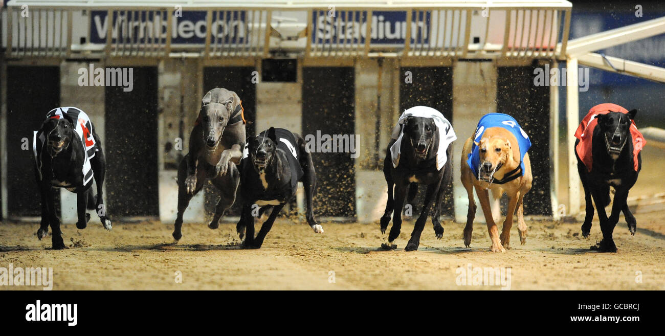 Racing - Greyhound Racing - Blue Square Greyhound Derby - Wimbledon ...