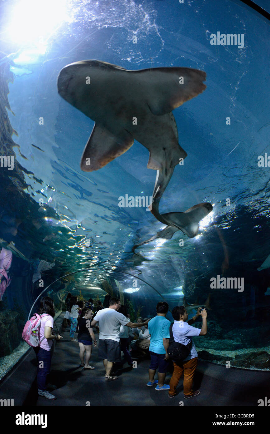 the Siam Ocean World Aquarium in the city centre in Pratunam in the ...