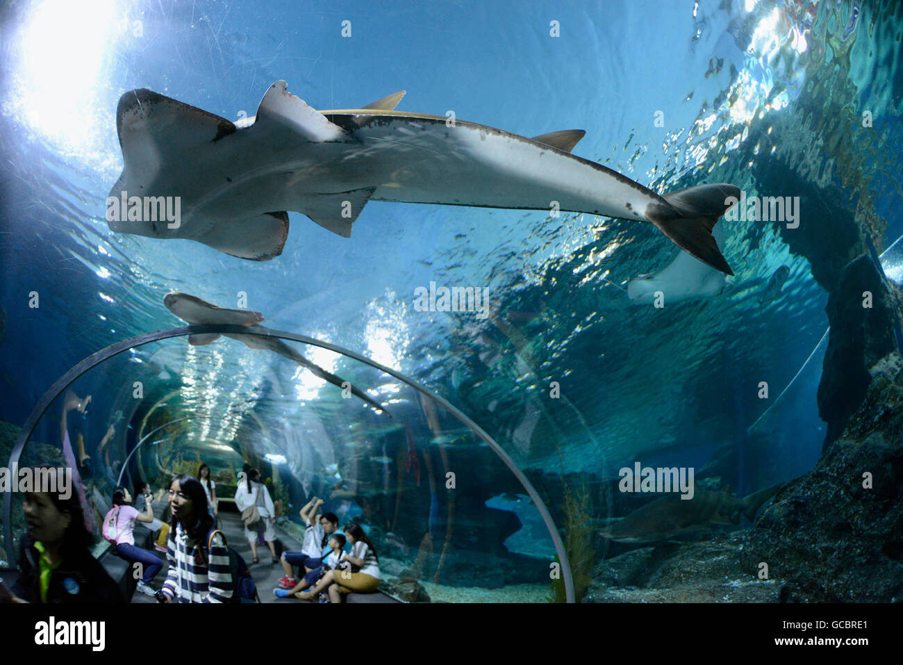 the Siam Ocean World Aquarium in the city centre in Pratunam in the ...