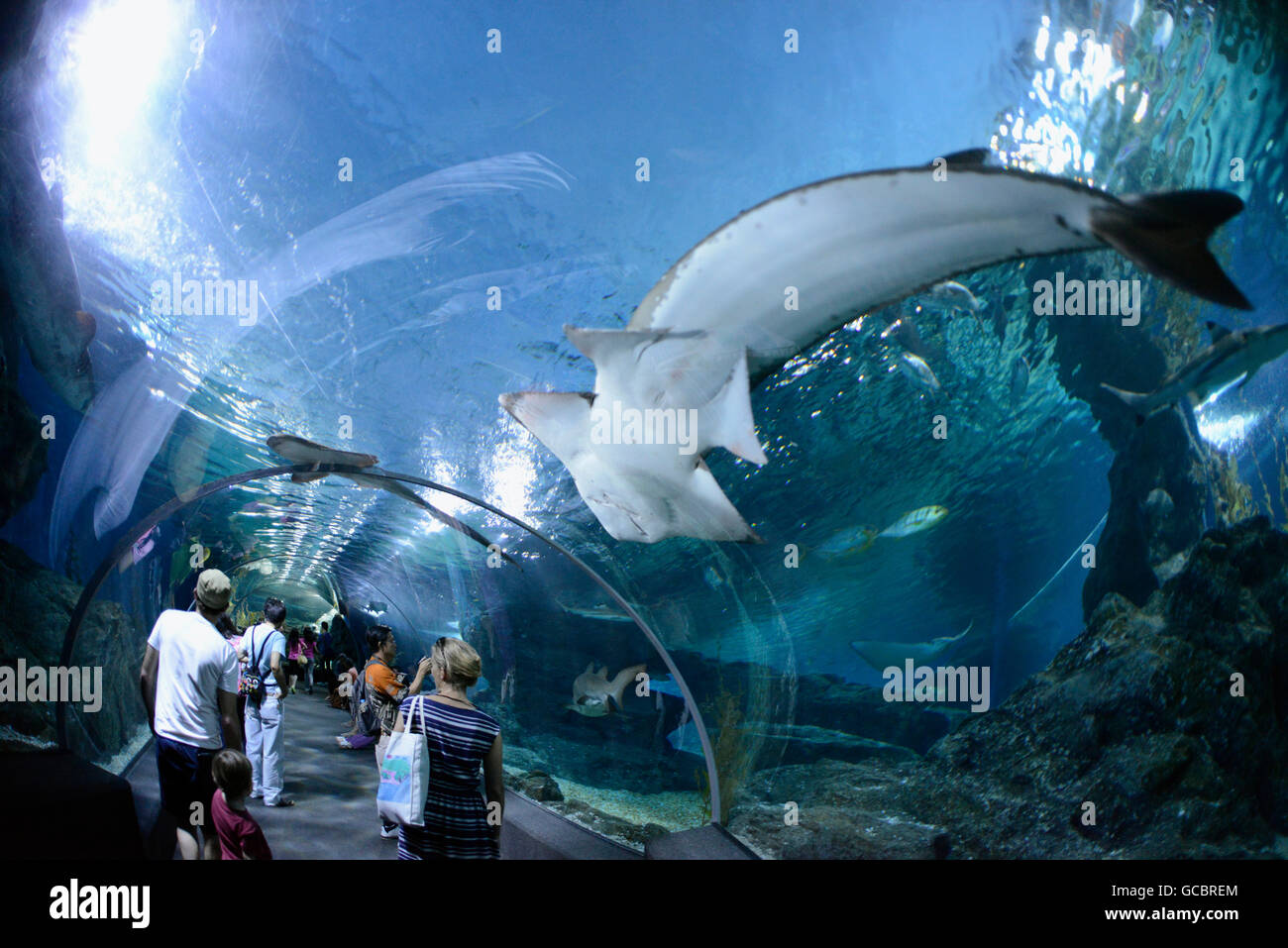 the Siam Ocean World Aquarium in the city centre in Pratunam in the ...