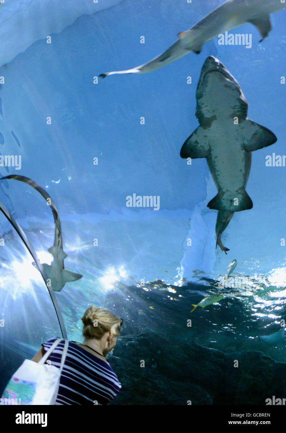the Siam Ocean World Aquarium in the city centre in Pratunam in the ...