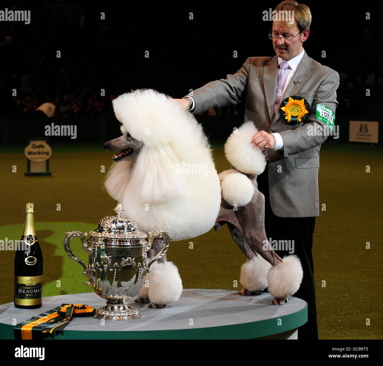Standard poodle Donny with handler Mr J Lynn who came reserve best in ...