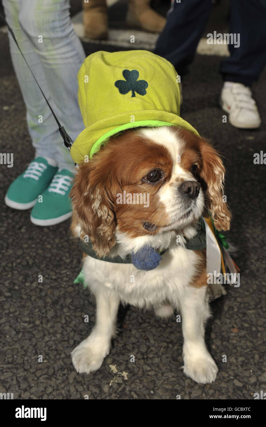 Murphy the dog from the Wheatsheaf pub in Stoke Newington joins in The ...