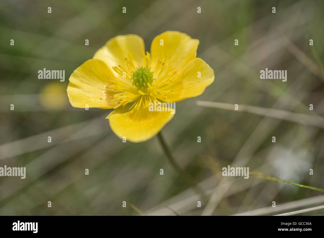 Mountain buttercup hi-res stock photography and images - Alamy