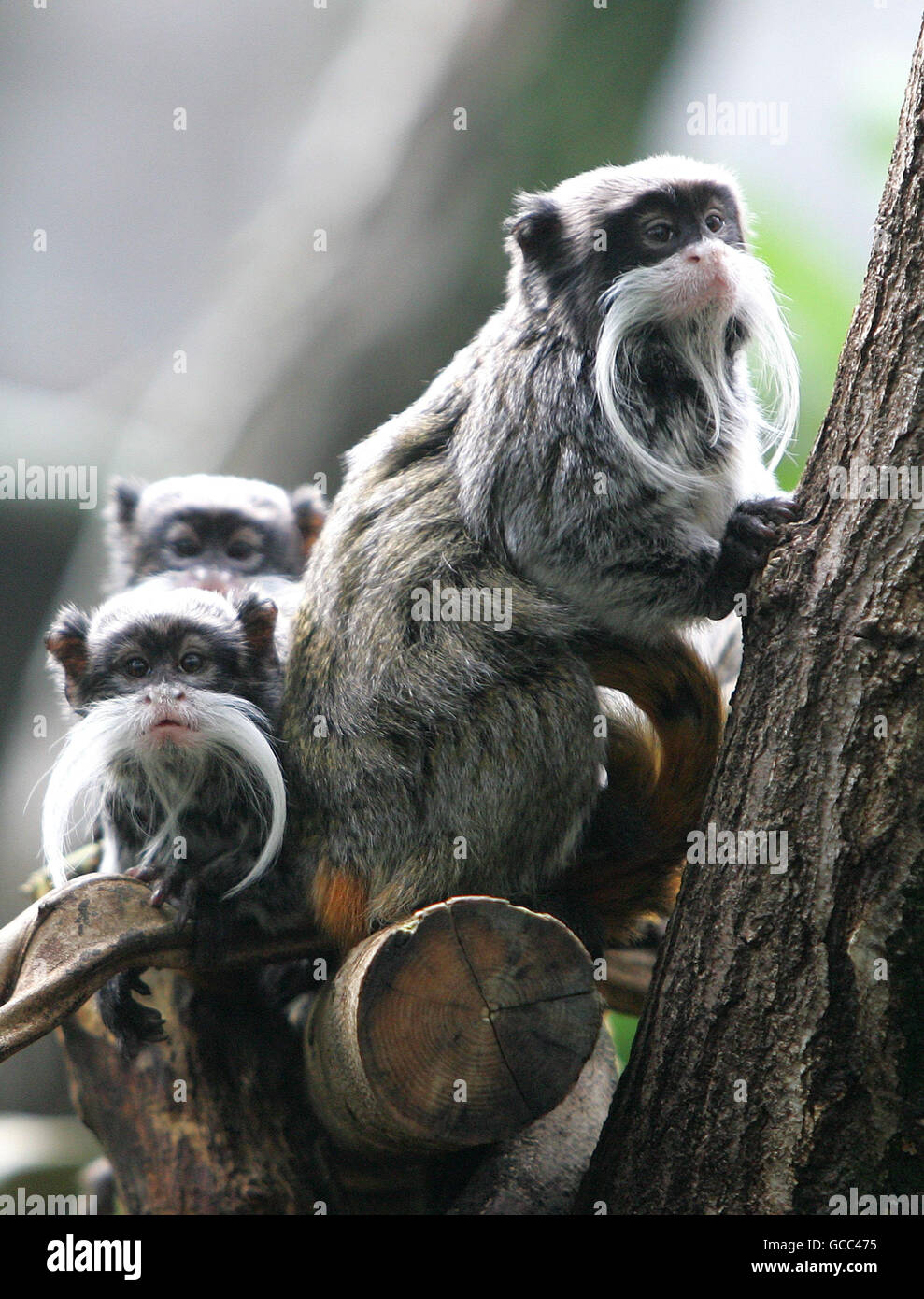 Giant breeding facility free roaming monkeys hi-res stock photography ...