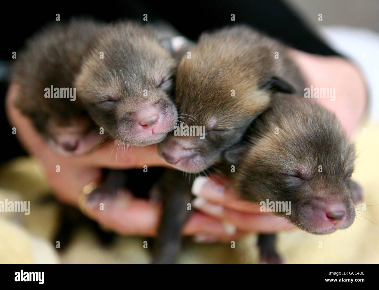 Four fox cubs (left to right) Rocky, Cookie, Crinkle and Fudge ...