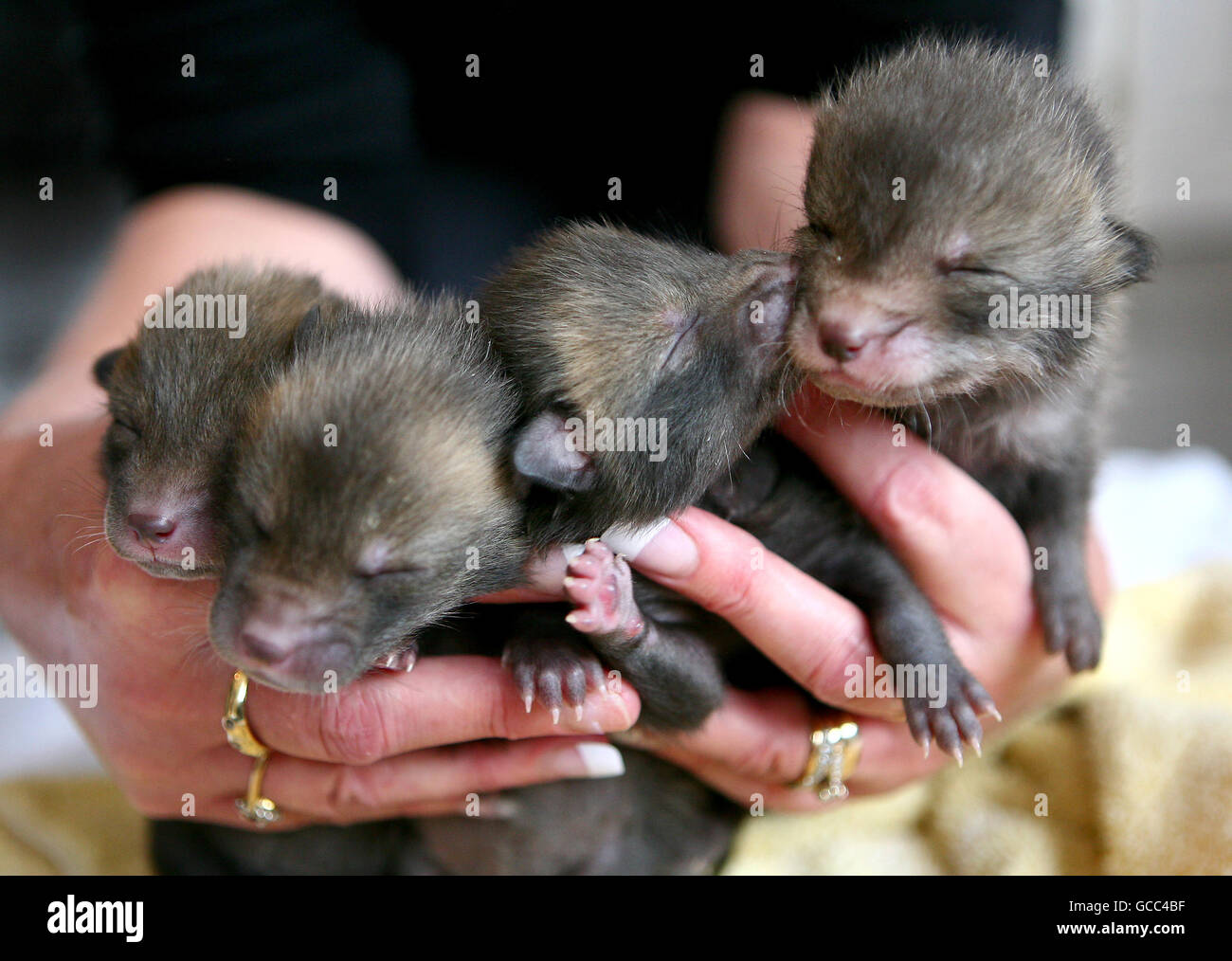Abandoned fox cubs hand reared Stock Photo - Alamy