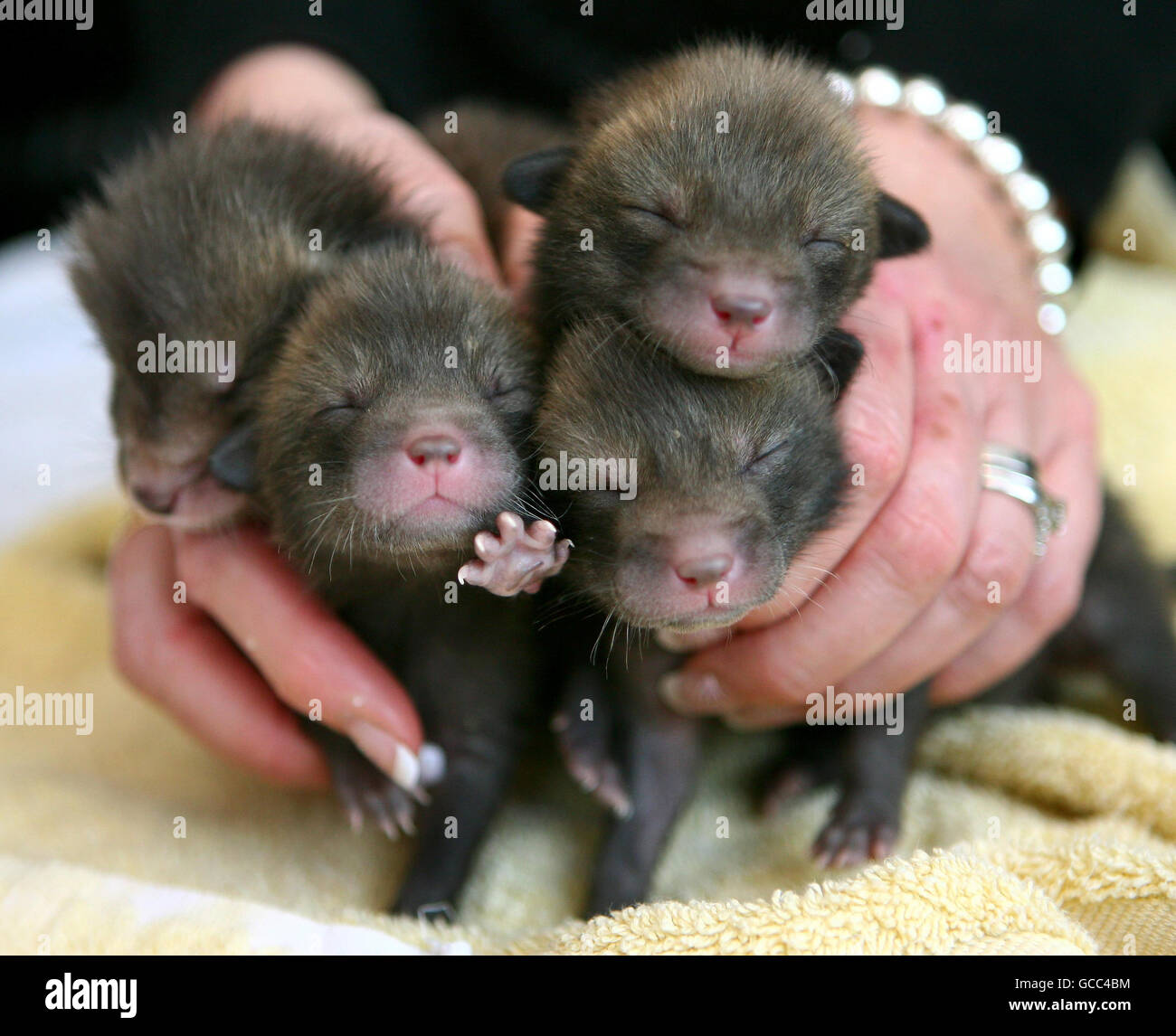 Abandoned fox cubs hand reared Stock Photo - Alamy