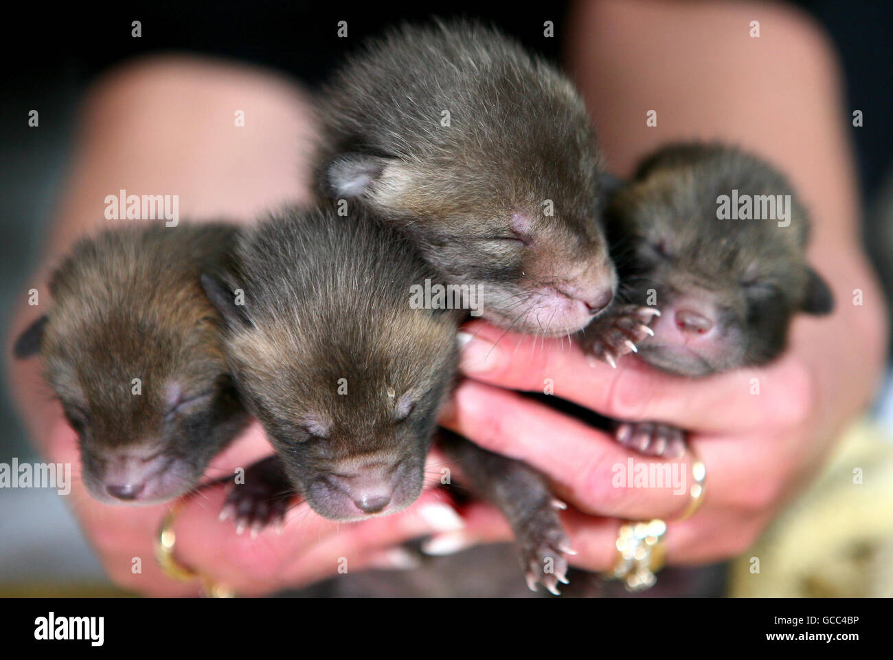 Standalone fox hi-res stock photography and images - Alamy