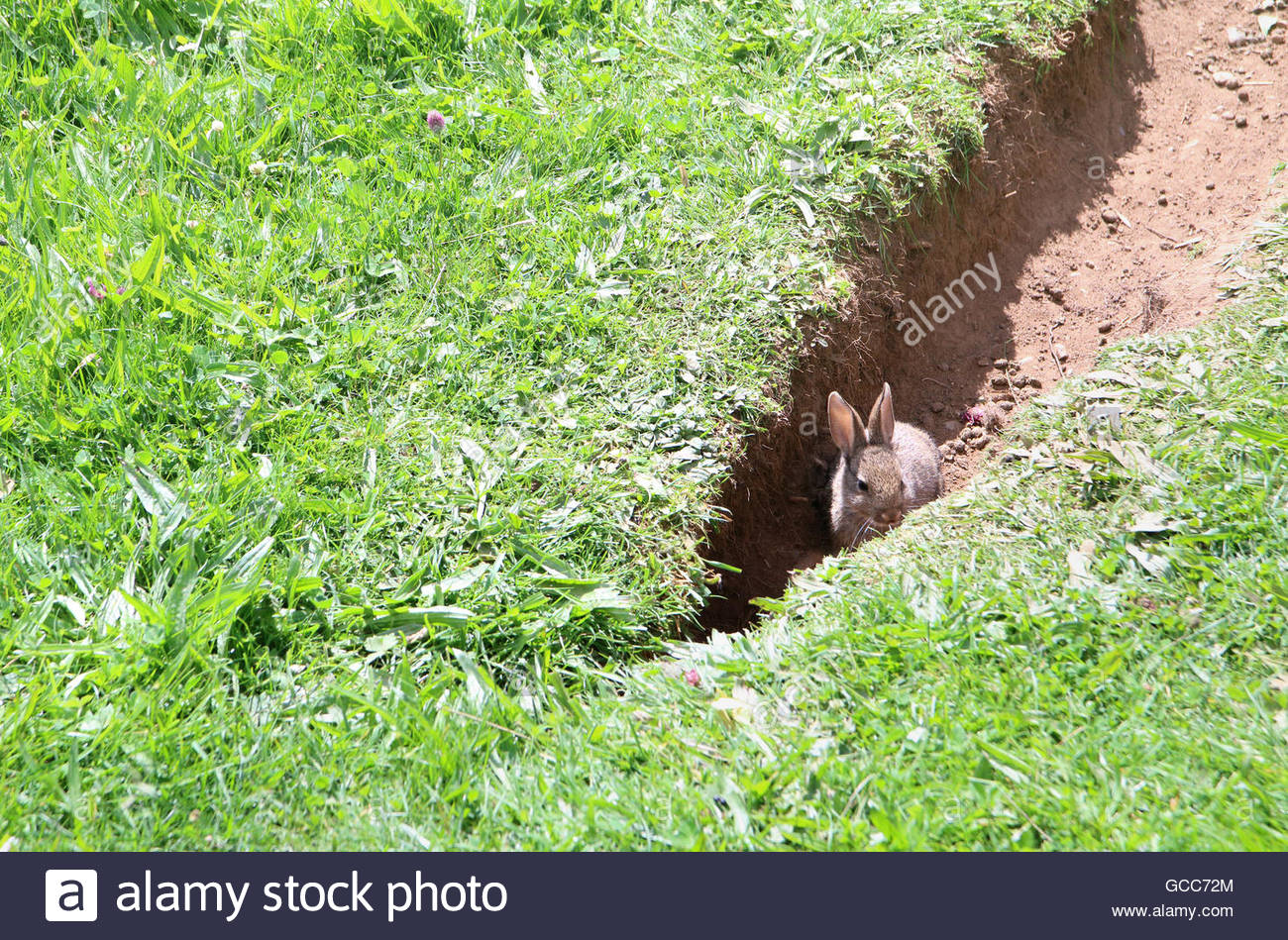 Rabbit Damage Stock Photos & Rabbit Damage Stock Images - Alamy