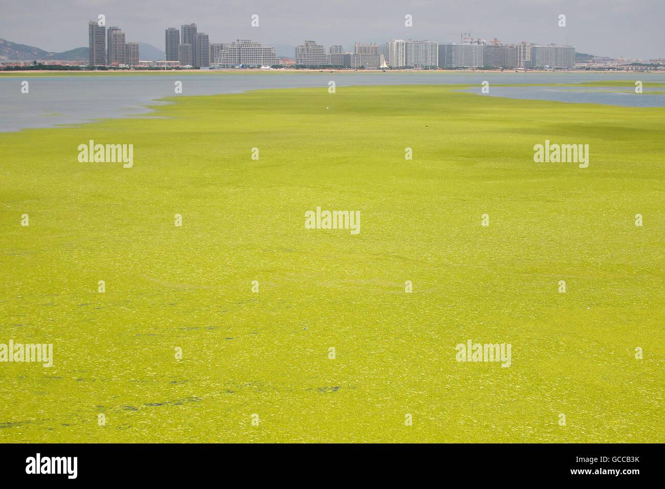 Yantai, China's Shandong Province. 8th July, 2016. Green algae cover a ...