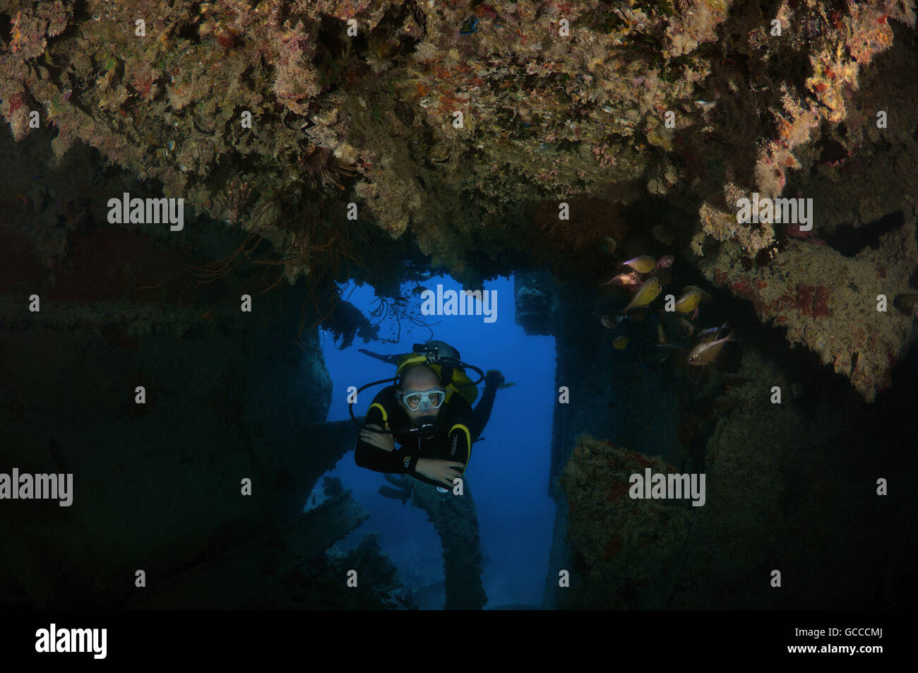Red Sea, Egypt, Egypt. 3rd Mar, 2016. Male scuba diver at School of ...