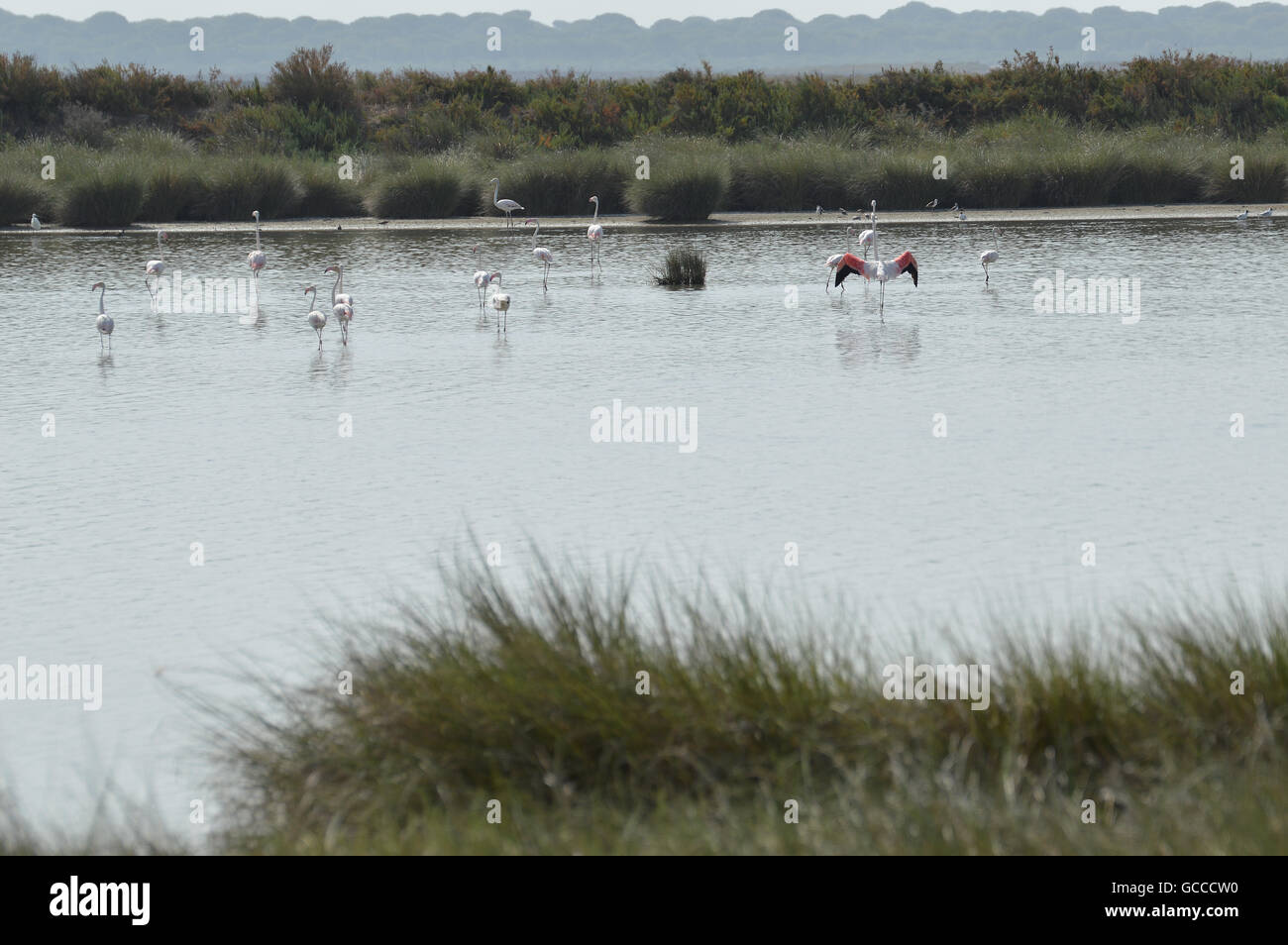 flamingos in the salt marsh Stock Photo - Alamy