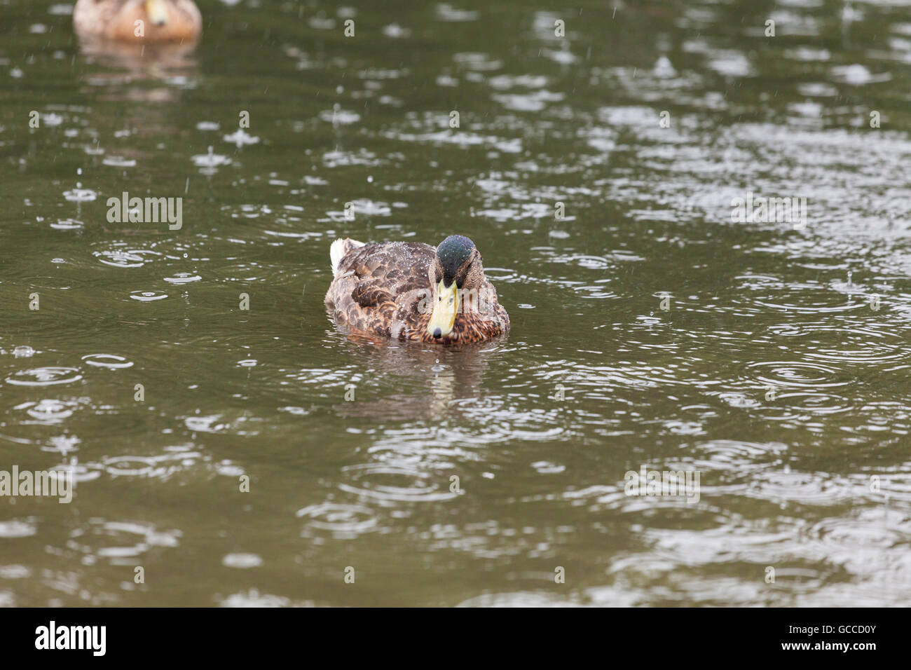 Nice weather for ducks hi-res stock photography and images - Alamy