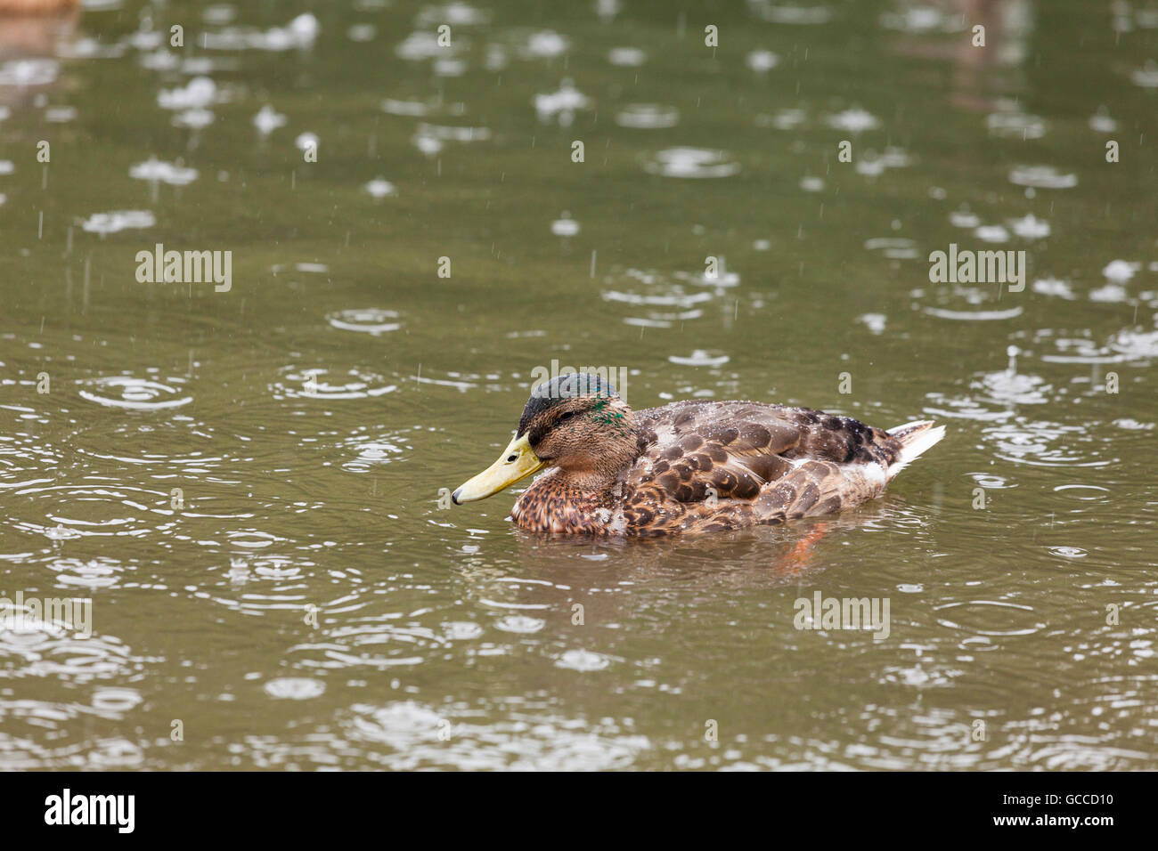 Nice weather for ducks hi-res stock photography and images - Alamy