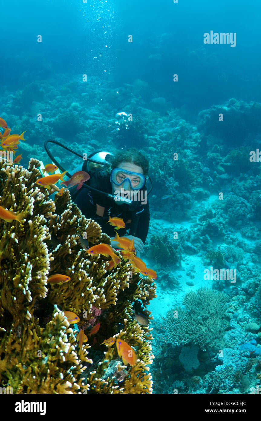 Red Sea, Egypt. 3rd Mar, 2016. Female scuba diver with a coral reef ...